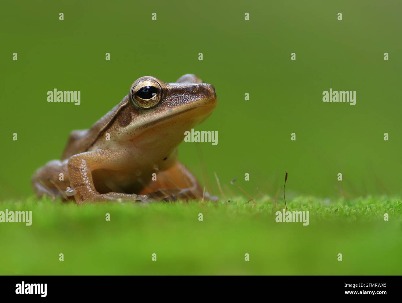 Male foam nest tree frogs hi-res stock photography and images - Alamy