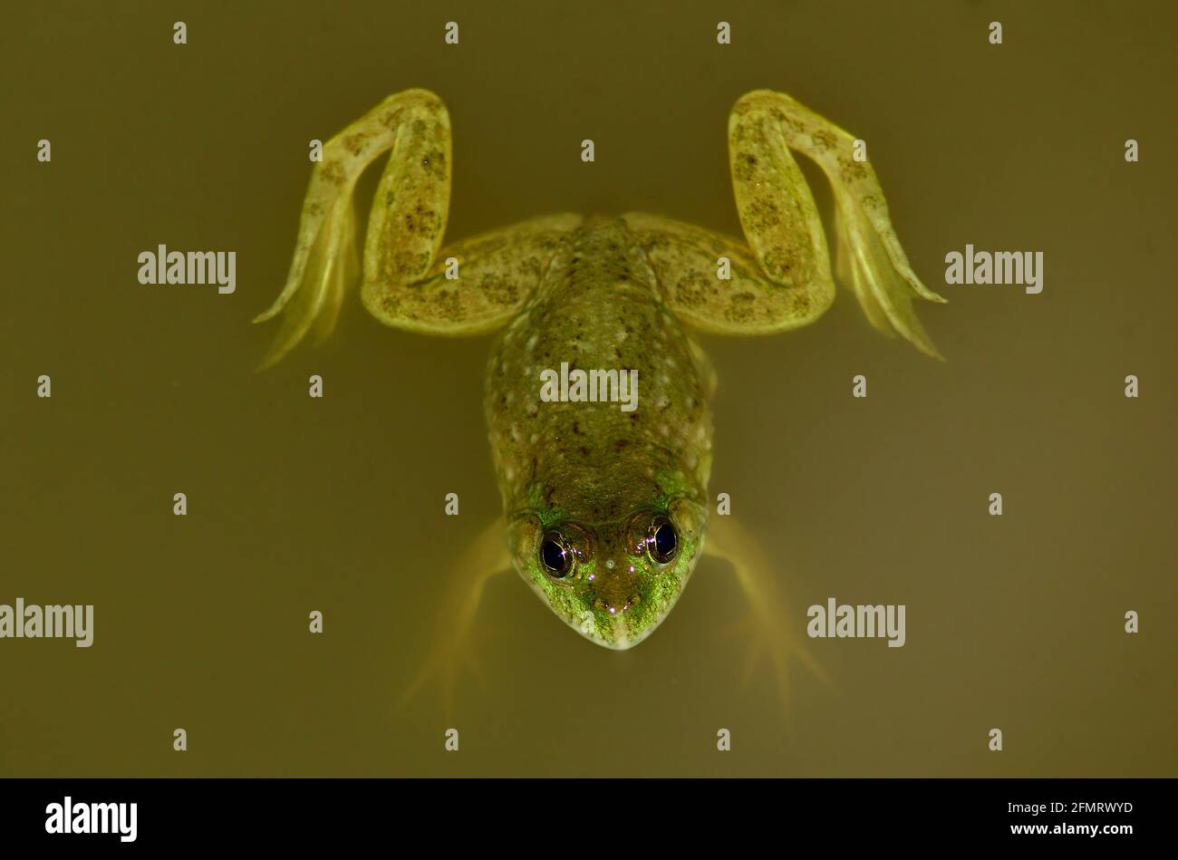 A Common skittering frog (Euphlyctis cyanophlyctis) floating on puddle ...