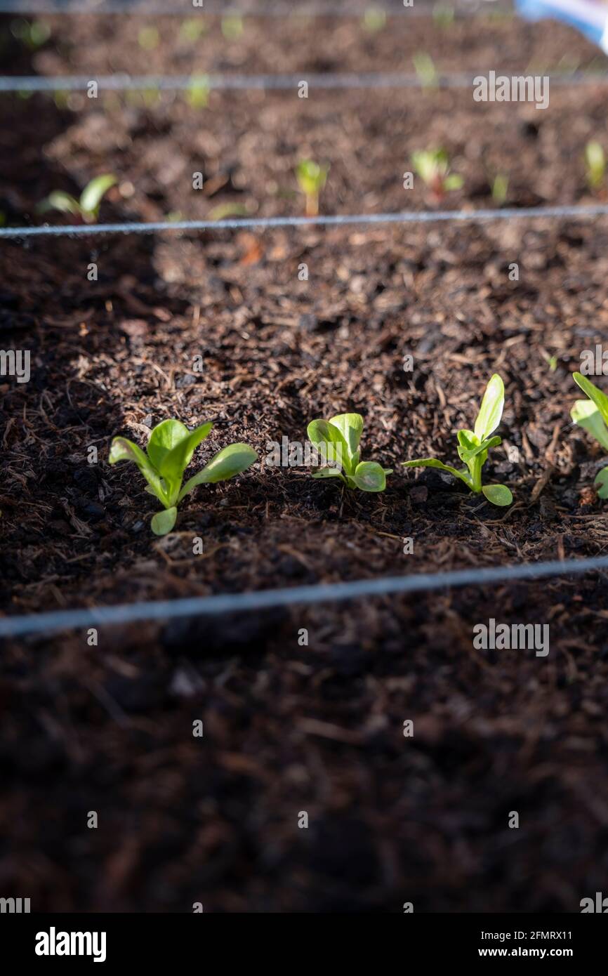 vegetable planted and growing with shoots emerging from the soil. Small garden growing or on an ...