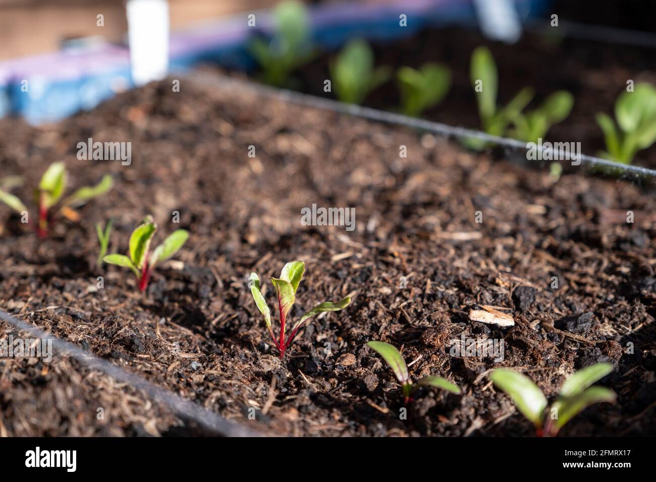 vegetable planted and growing with shoots emerging from the soil. Small ...