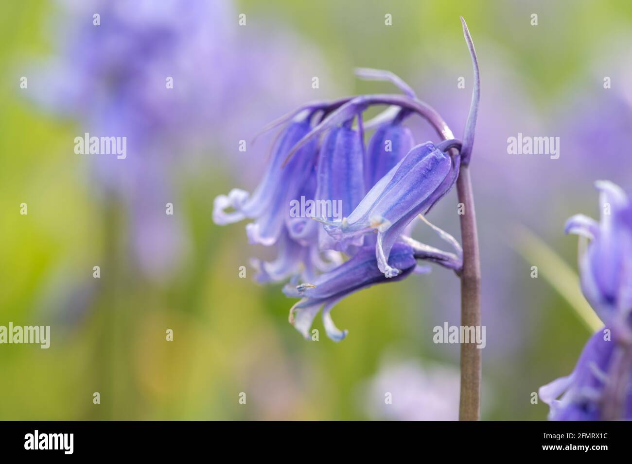 Close up of a common bluebell (hyacinthoides non scripta) flower in ...