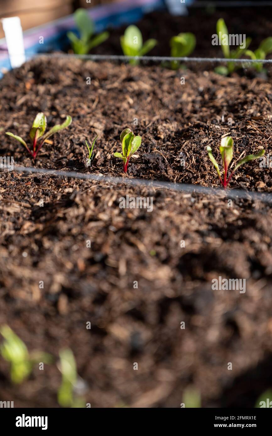 vegetable planted and growing with shoots emerging from the soil. Small garden growing or on an ...