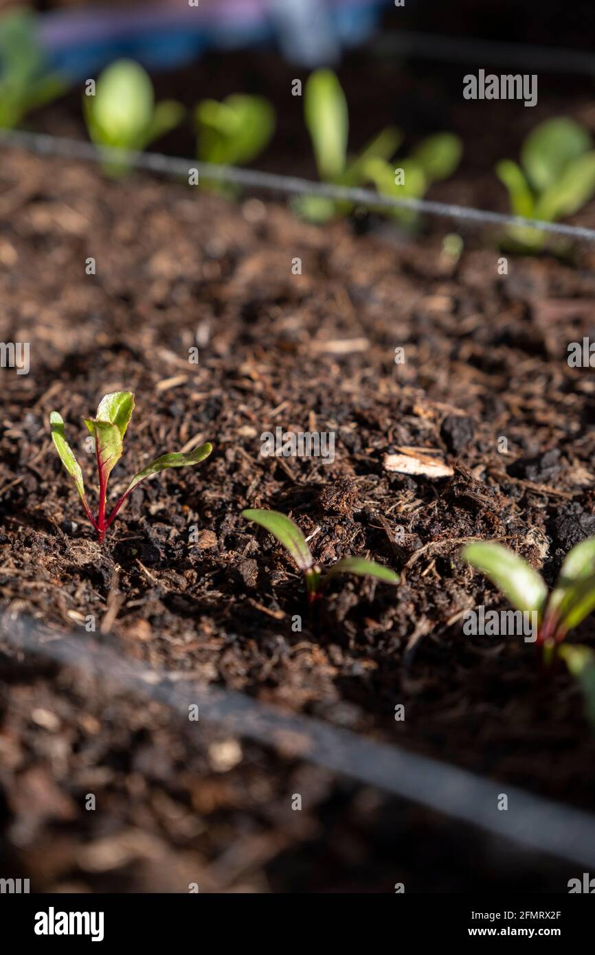 vegetable planted and growing with shoots emerging from the soil. Small garden growing or on an ...
