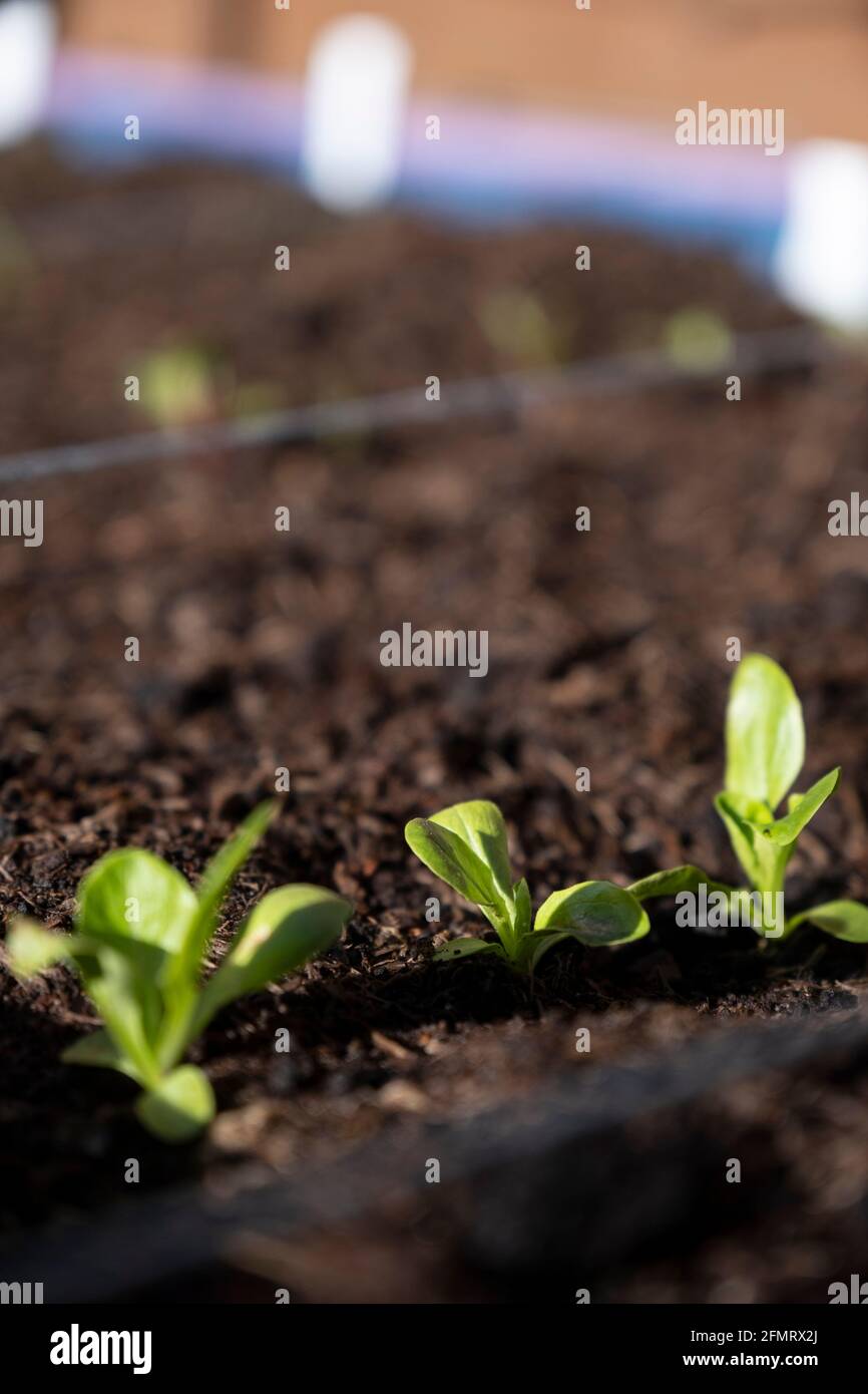 vegetable planted and growing with shoots emerging from the soil. Small garden growing or on an ...