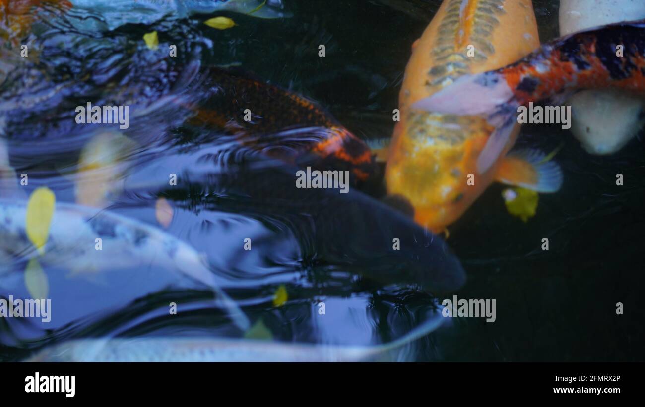 Multicolored big fish swim in the outdoor pool Stock Photo - Alamy