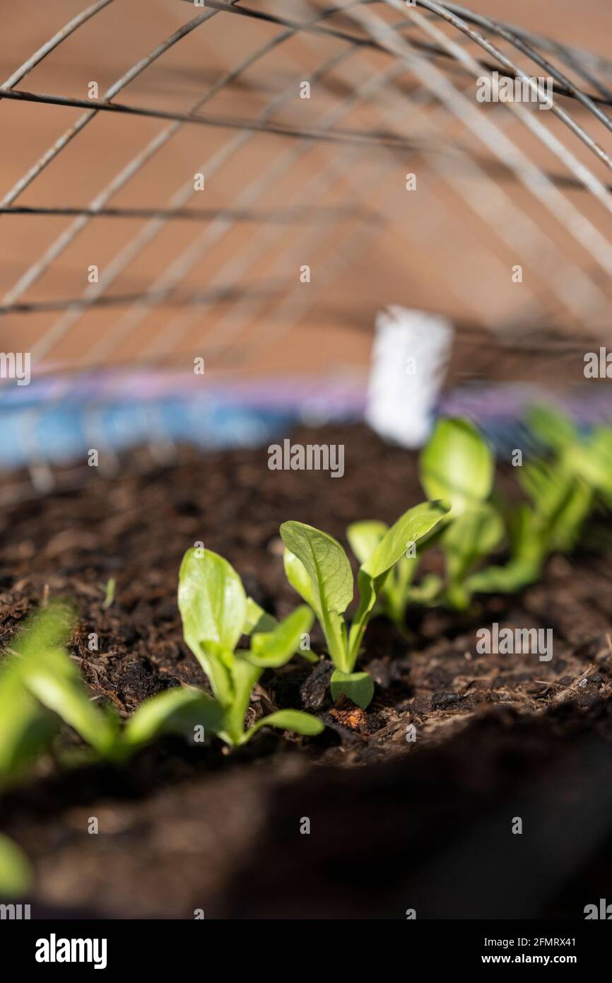 vegetable planted and growing with shoots emerging from the soil. Small garden growing or on an ...