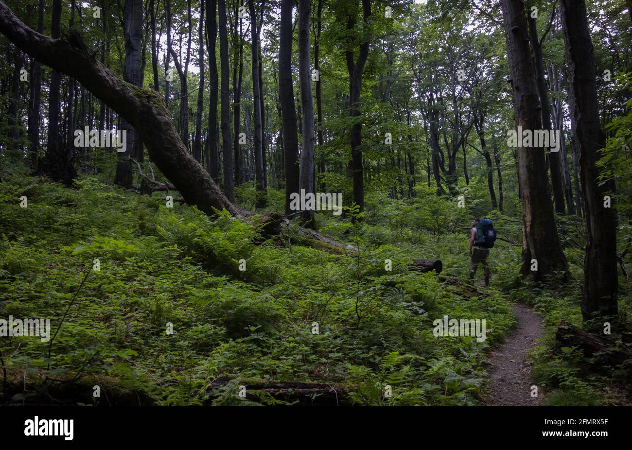 Hiker in the beautiful green forest Stock Photo - Alamy