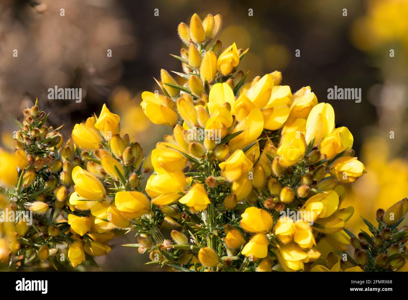 Close up of common gorse (ulex europaeus) flowers in bloom Stock Photo ...