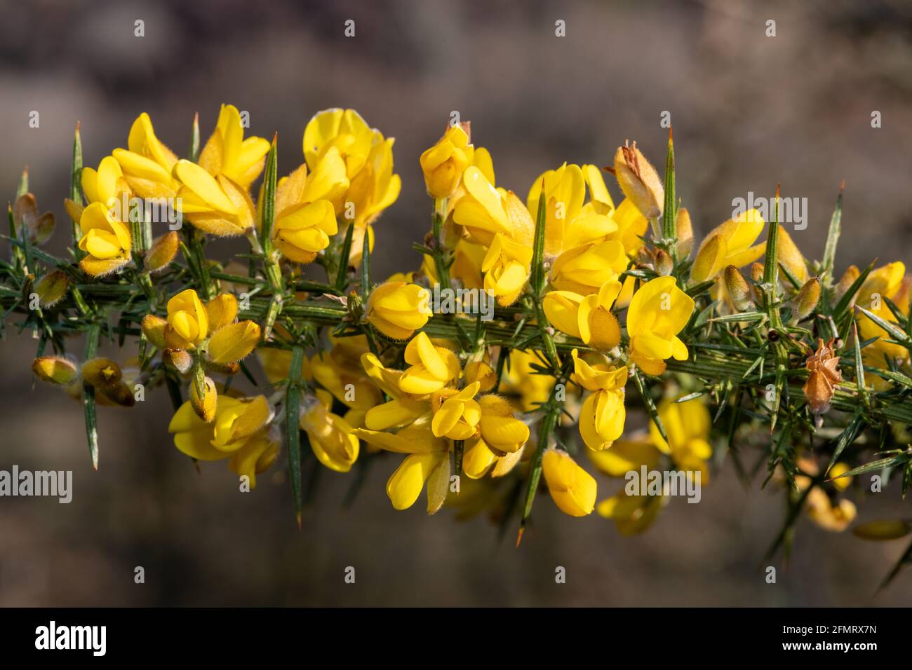 Close up of common gorse (ulex europaeus) flowers in bloom Stock Photo ...