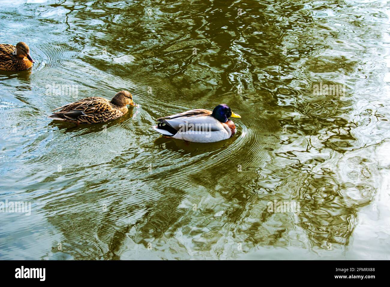 Ducks of different colors float on the water, which reflects the sky ...