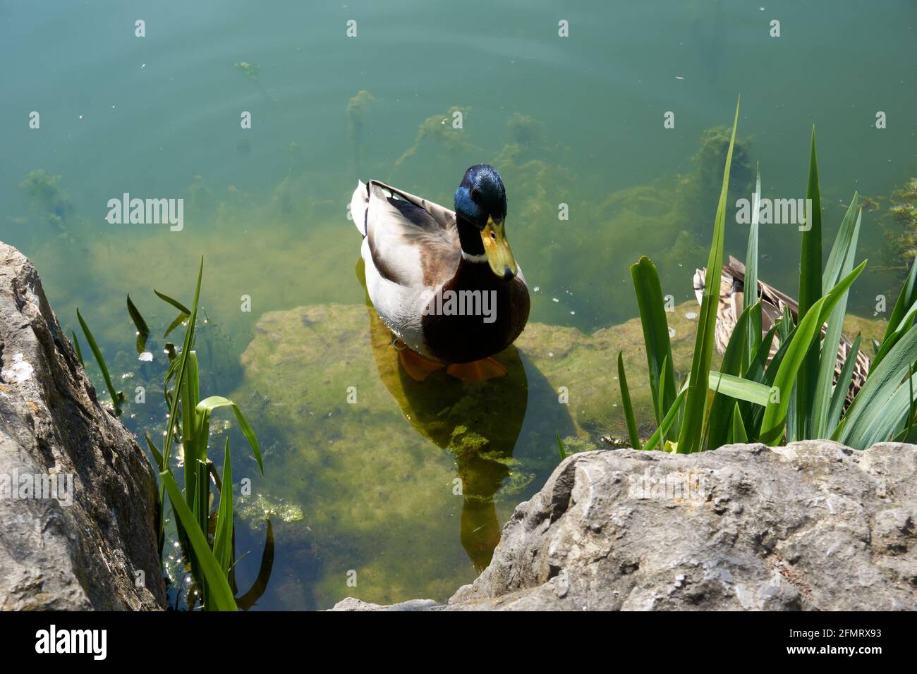Cute male mallard floating on the pond Stock Photo - Alamy