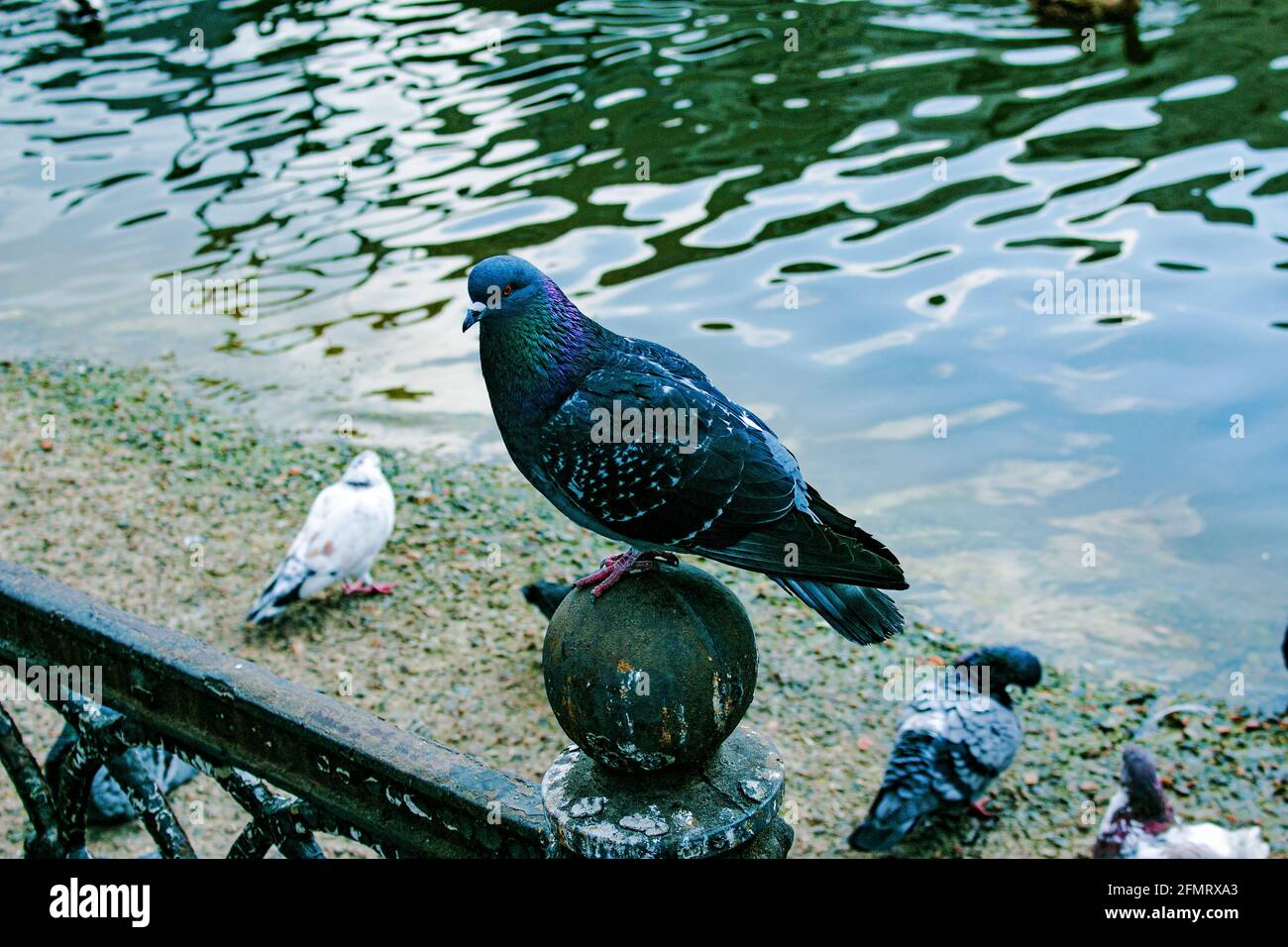 A beautiful black pigeon with white specks sits on the fence of the ...