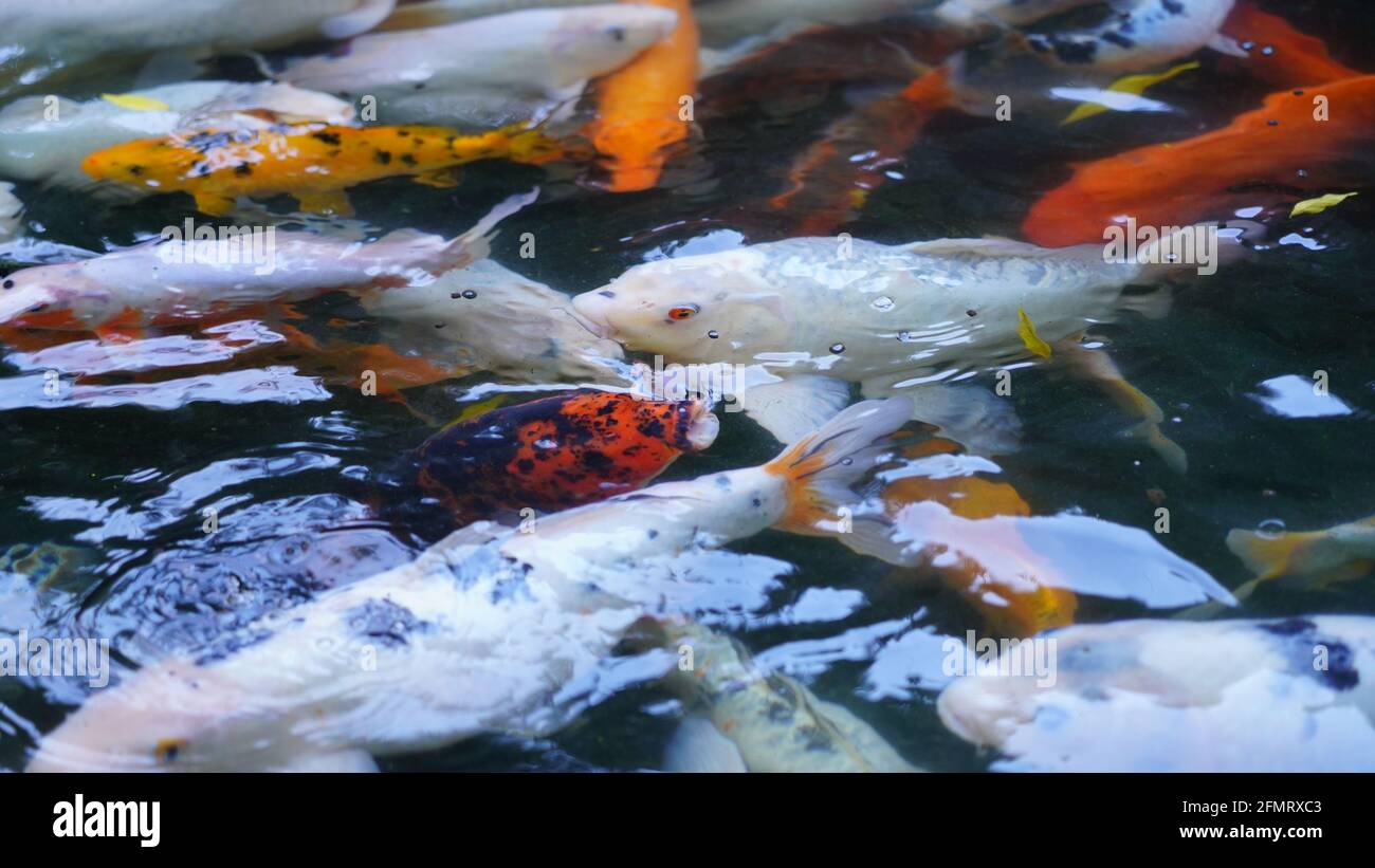 Crowded outdoor pool hi-res stock photography and images - Alamy