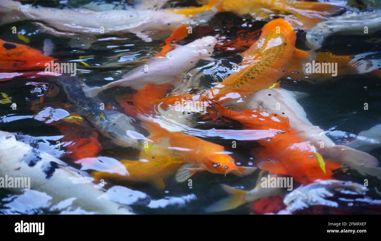 Multicolored big fish swim in the outdoor pool Stock Photo - Alamy