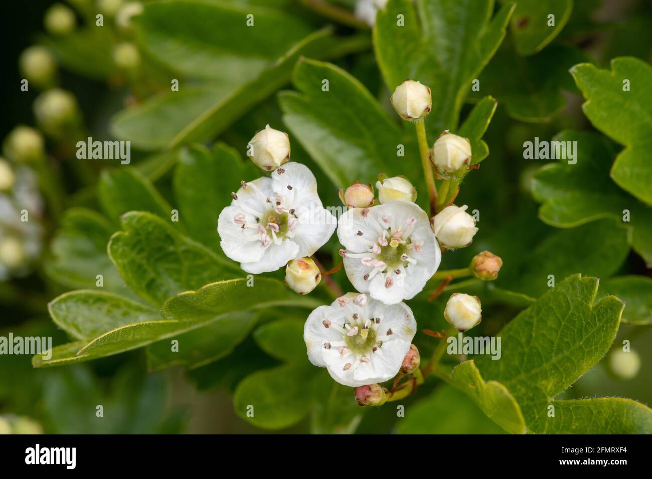 Crataegus monogyna flower buds hi-res stock photography and images - Alamy