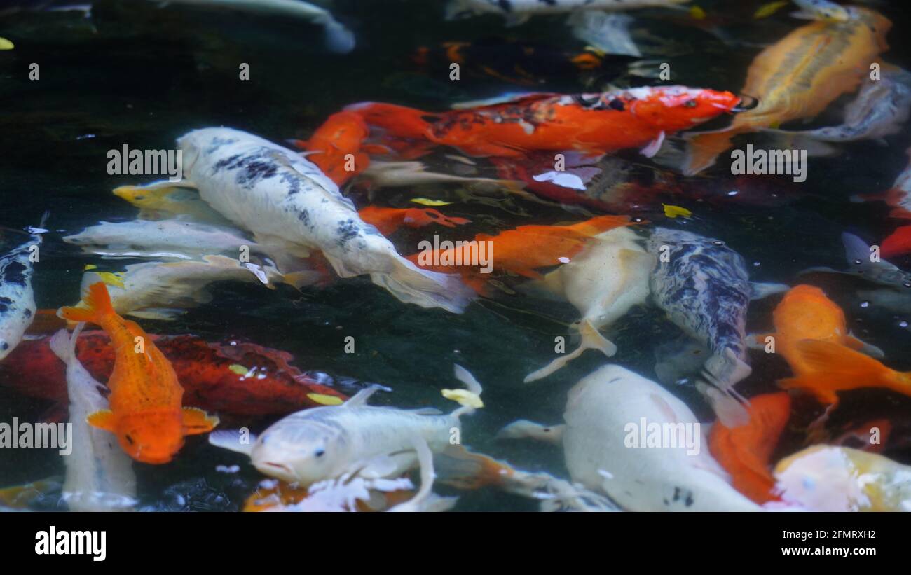 Multicolored big fish swim in the outdoor pool Stock Photo - Alamy