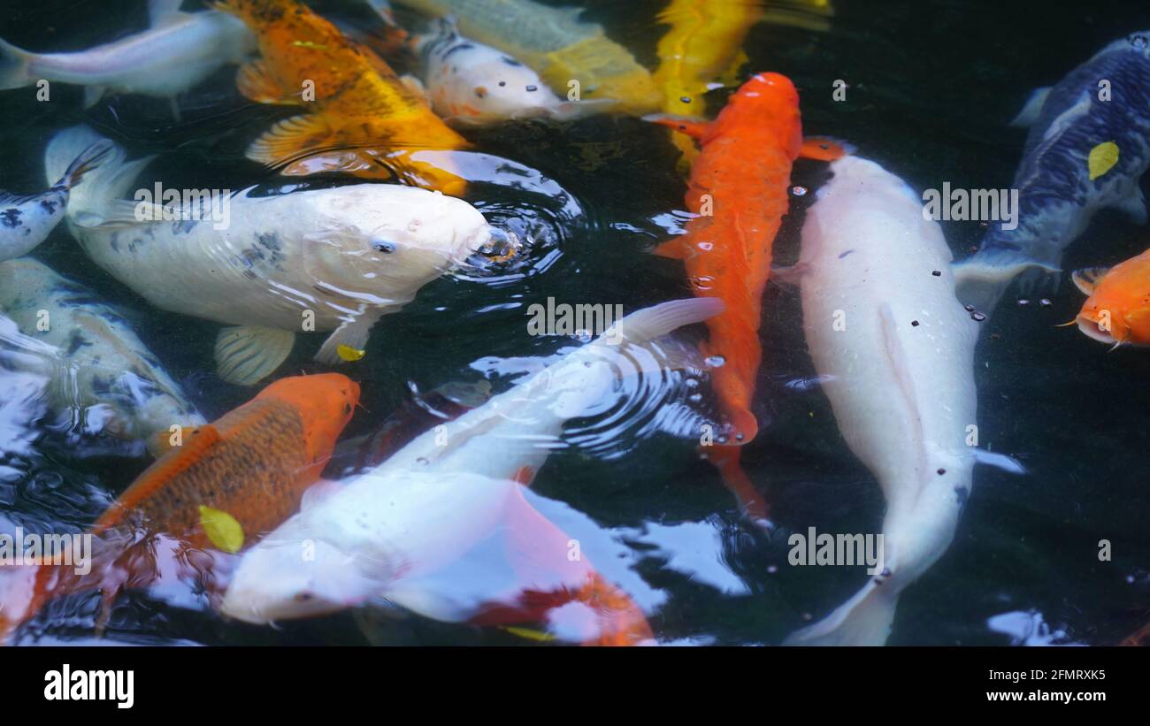 Multicolored big fish swim in the outdoor pool Stock Photo - Alamy