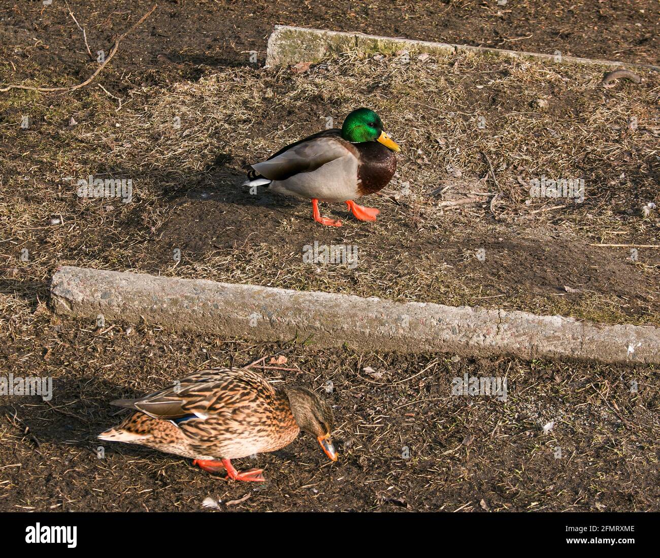 Ducks walk on the ground. In early spring, when it is cold and hungry ...