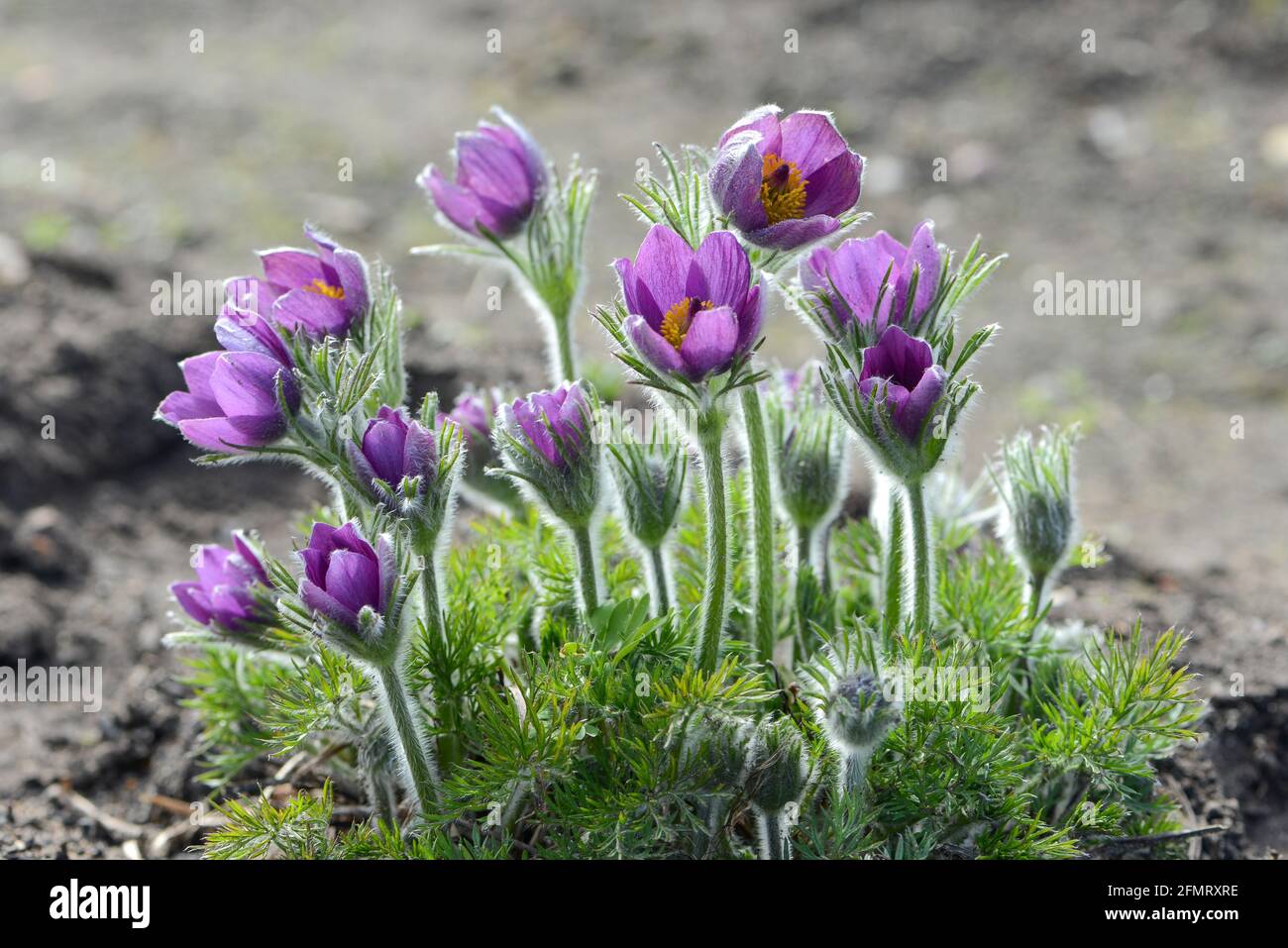 Pulsatilla blooms hi-res stock photography and images - Alamy