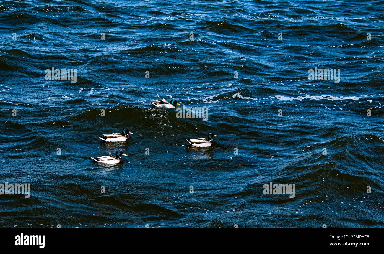 Ducks of different colors float on the water. Strong winds create waves ...