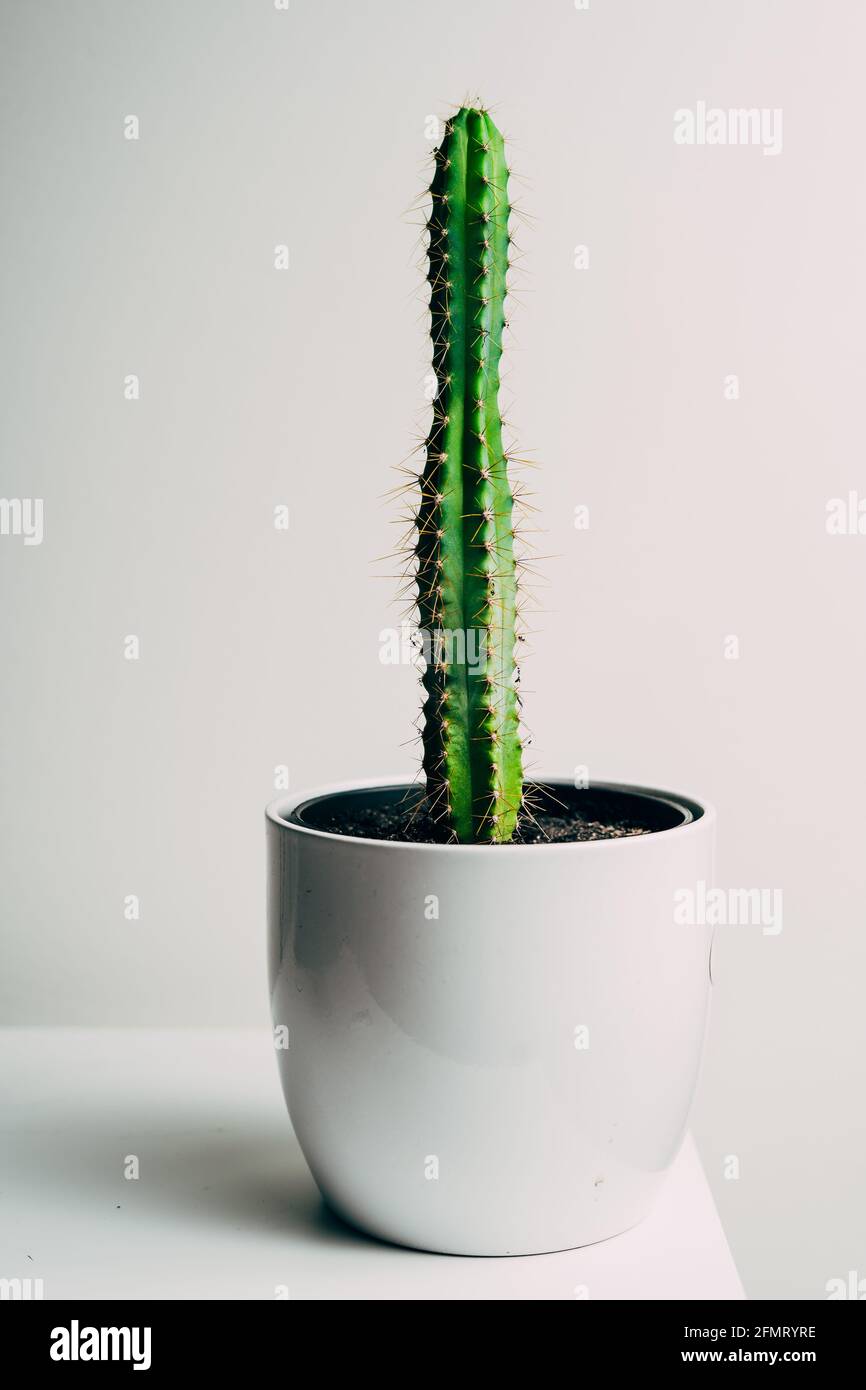 Potted plant and stick hi-res stock photography and images - Alamy