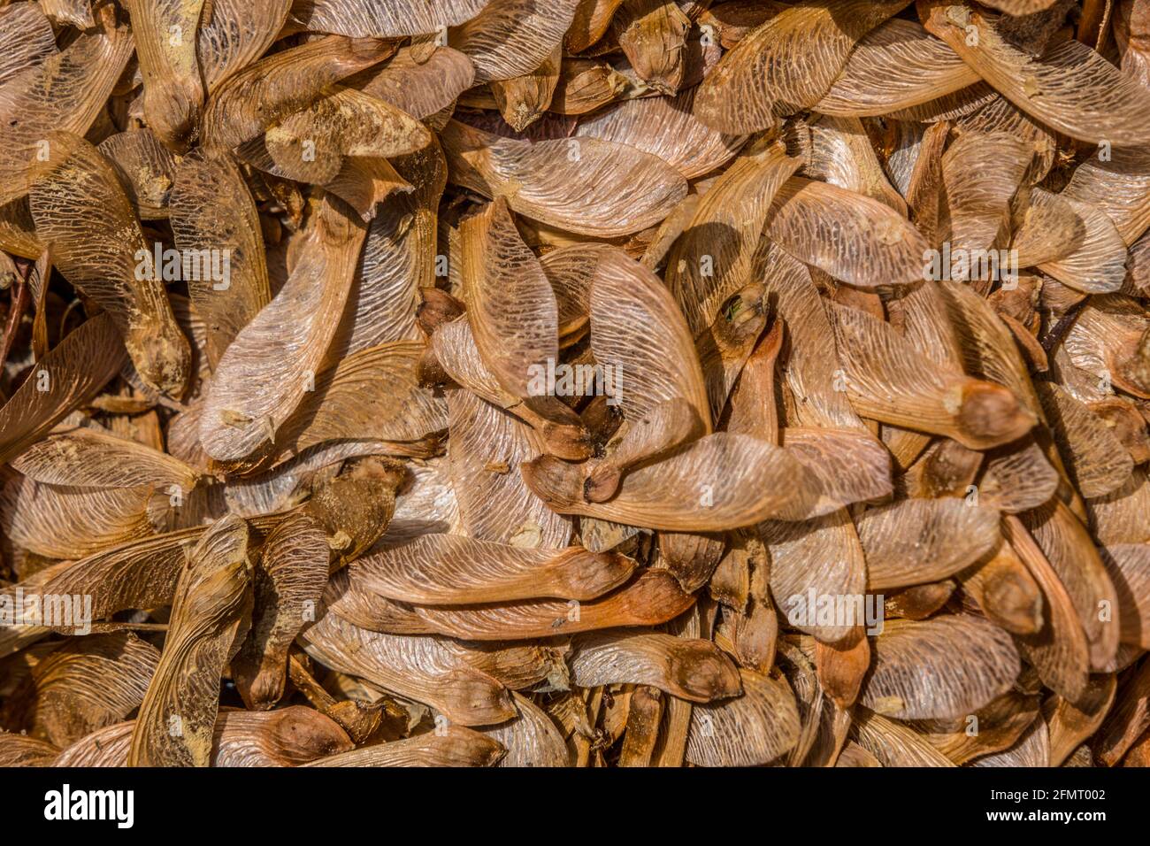 Seed clustered together hi-res stock photography and images - Alamy