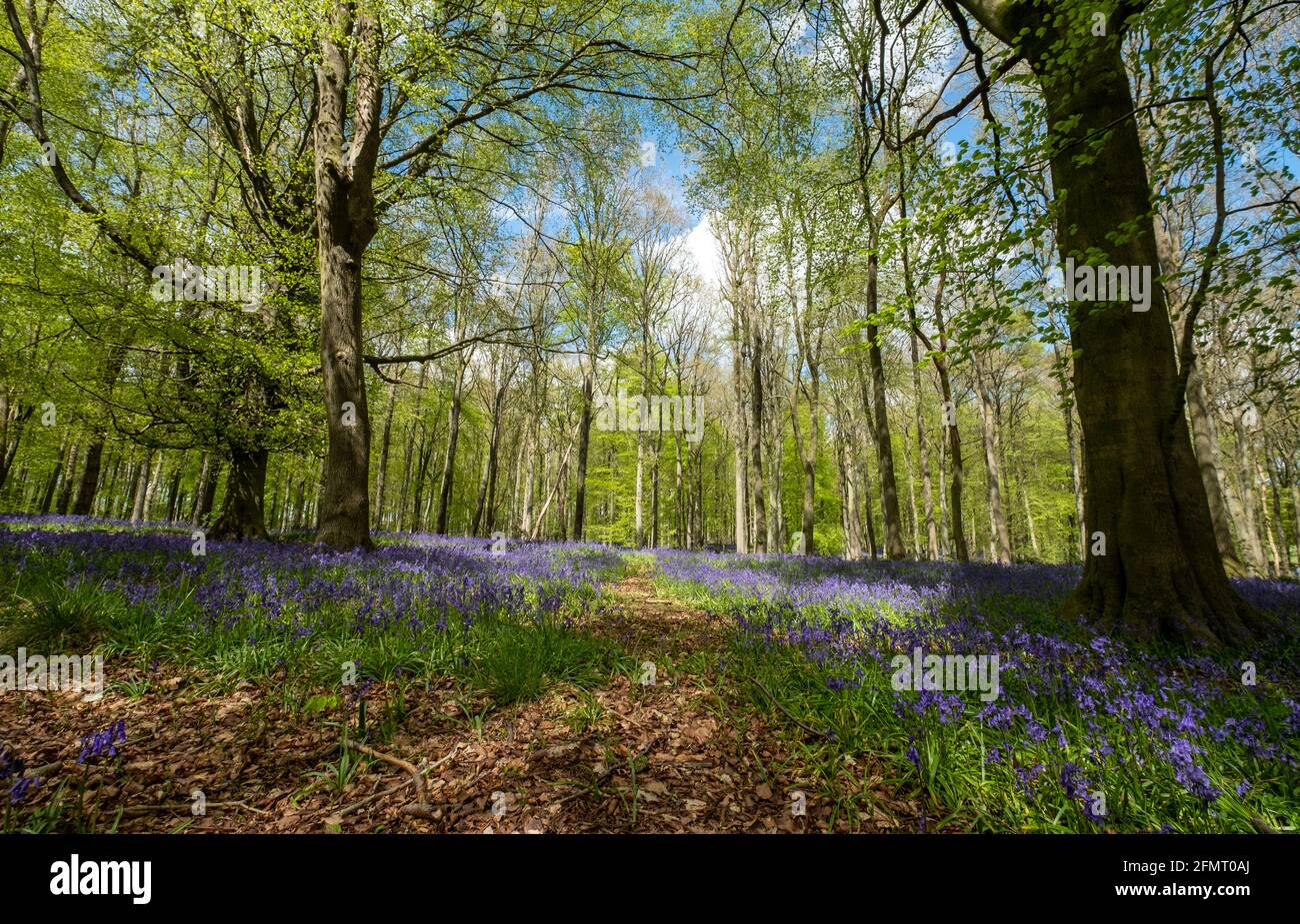 Carpet of bluebells on the forest floor, with sun shining through the ...
