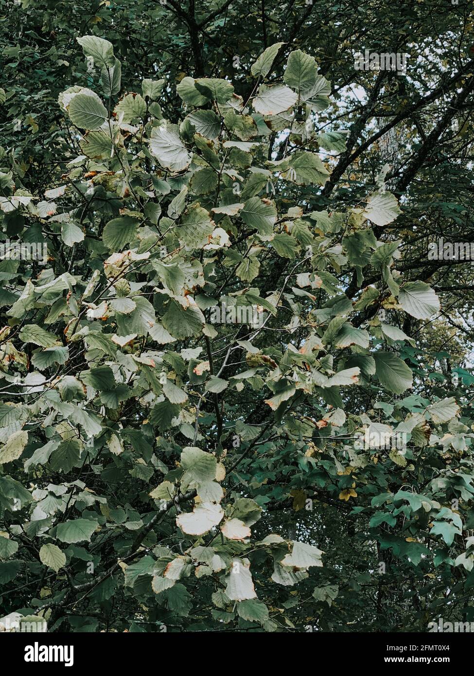 Vertical shot of bright green leaves on slim tree branches in the woods ...