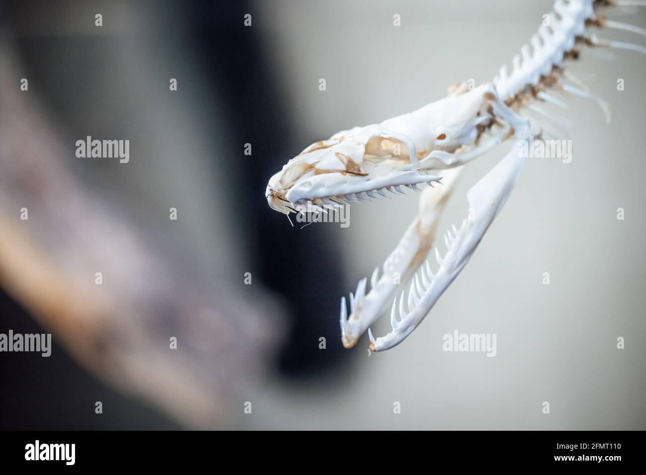 Alligator skeleton hi-res stock photography and images - Alamy