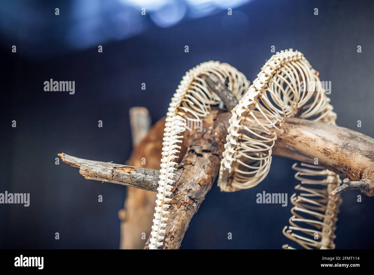 Reptile alligator skeleton hi-res stock photography and images - Alamy