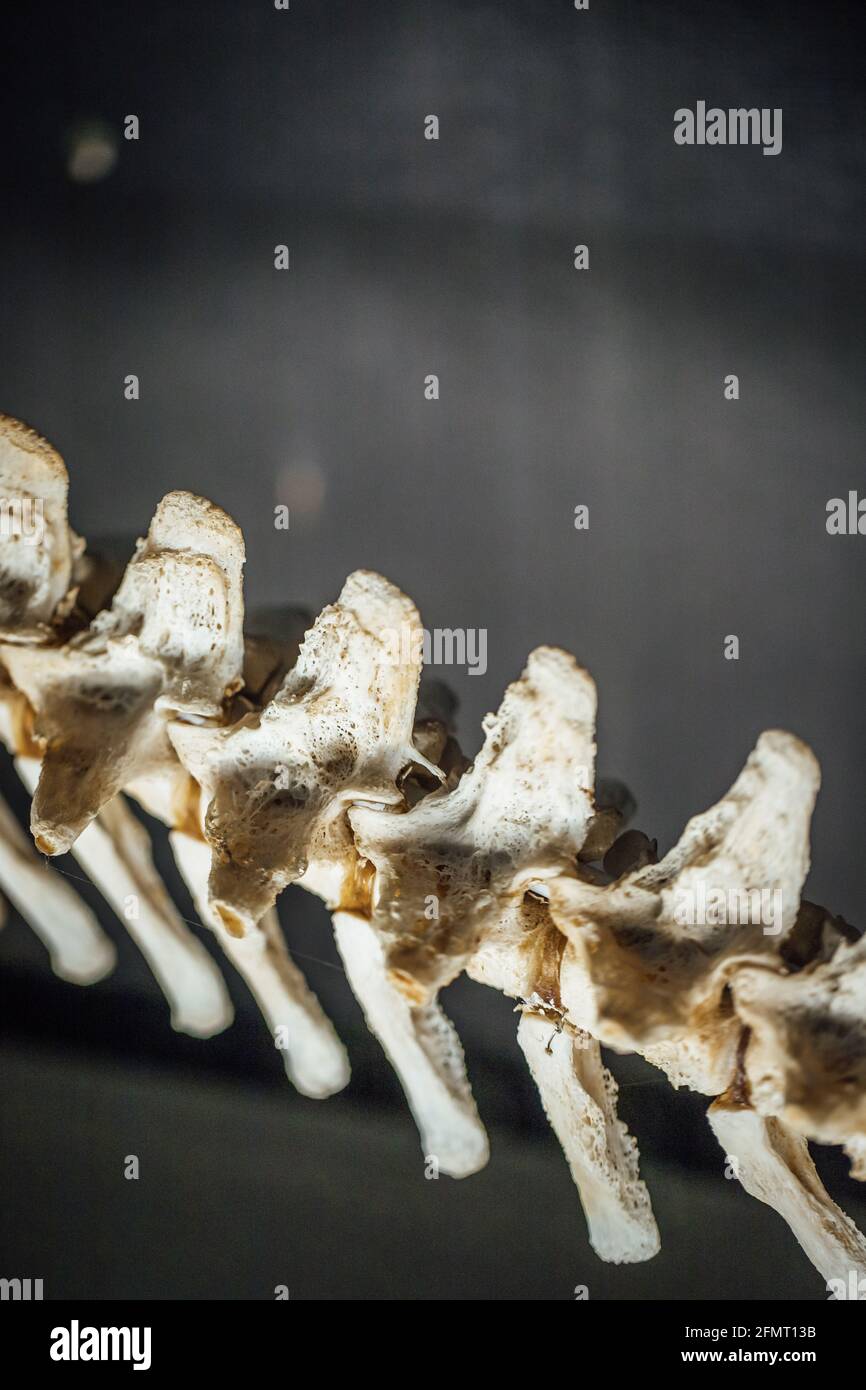 Alligator Bones High Resolution Stock Photography and Images - Alamy
