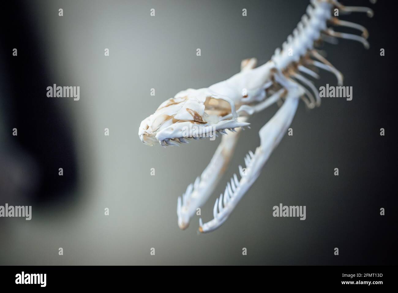 Alligator bones hi-res stock photography and images - Alamy