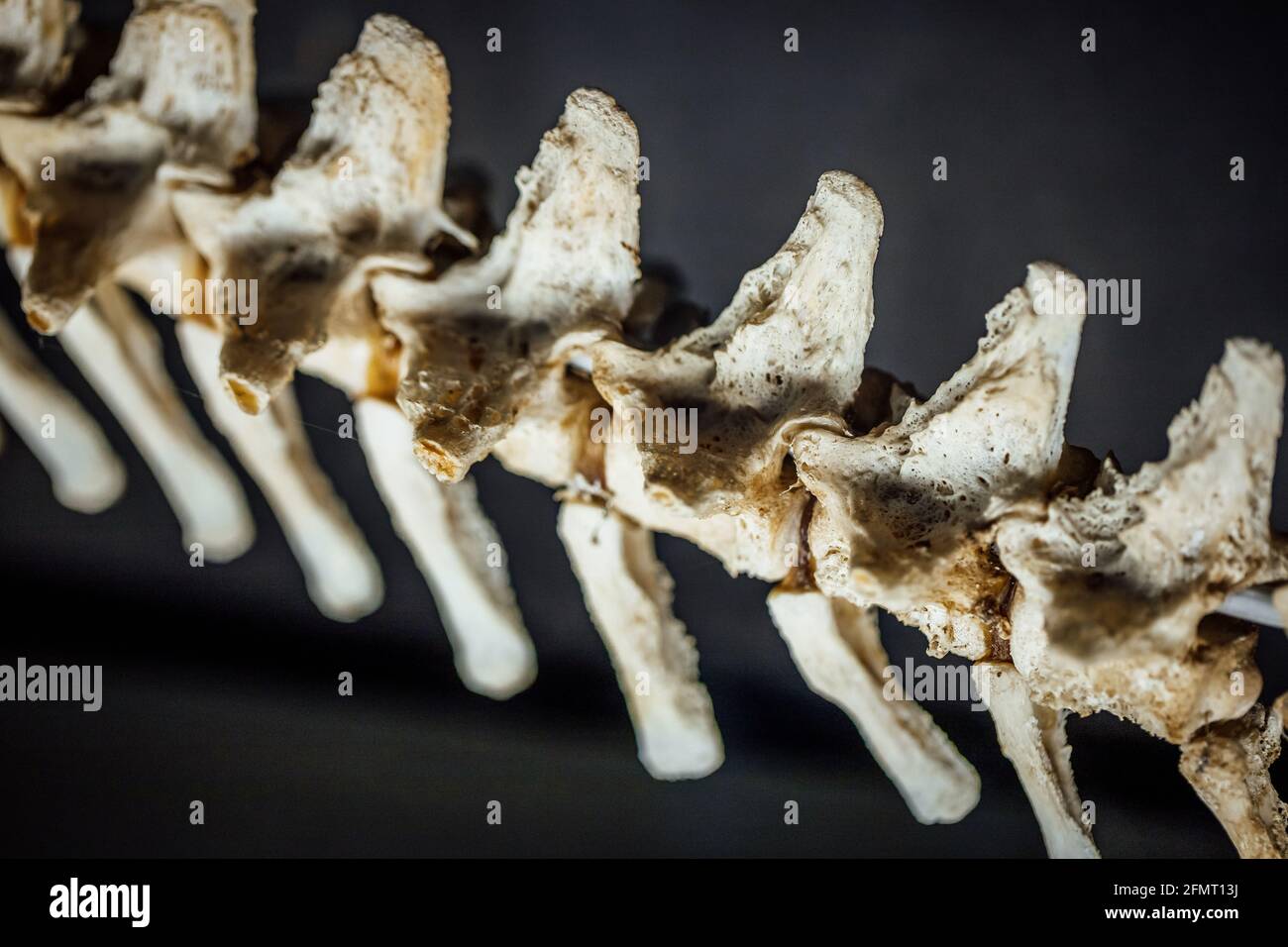Alligator skeleton hi-res stock photography and images - Alamy