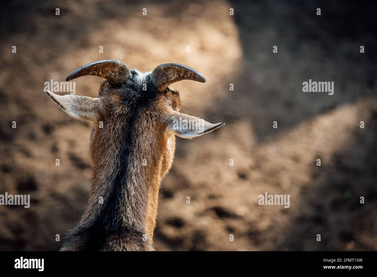 Back view of a cute mountain goat Stock Photo - Alamy