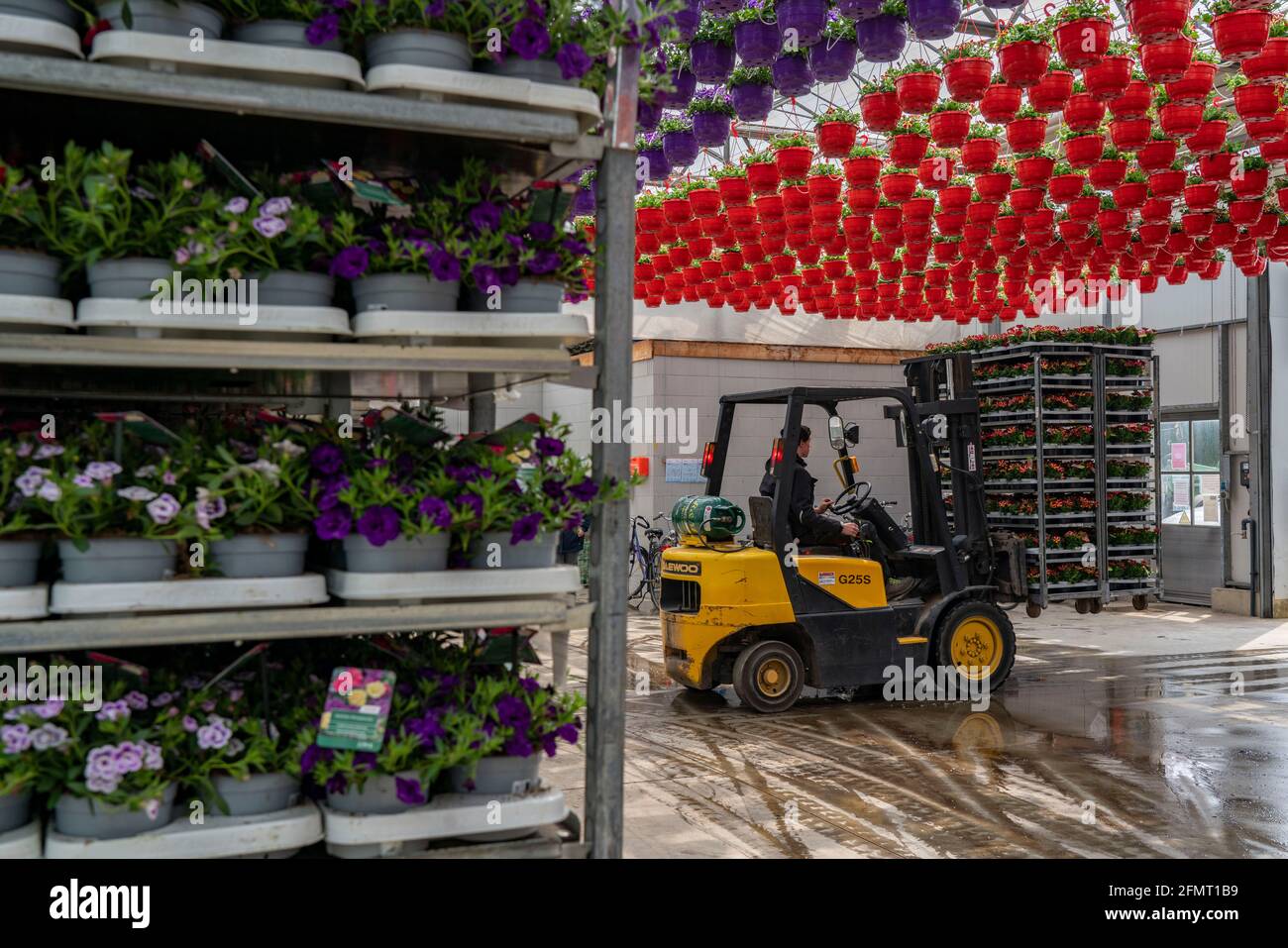 Horticulture business, greenhouse, flowers, different types, are loaded ...