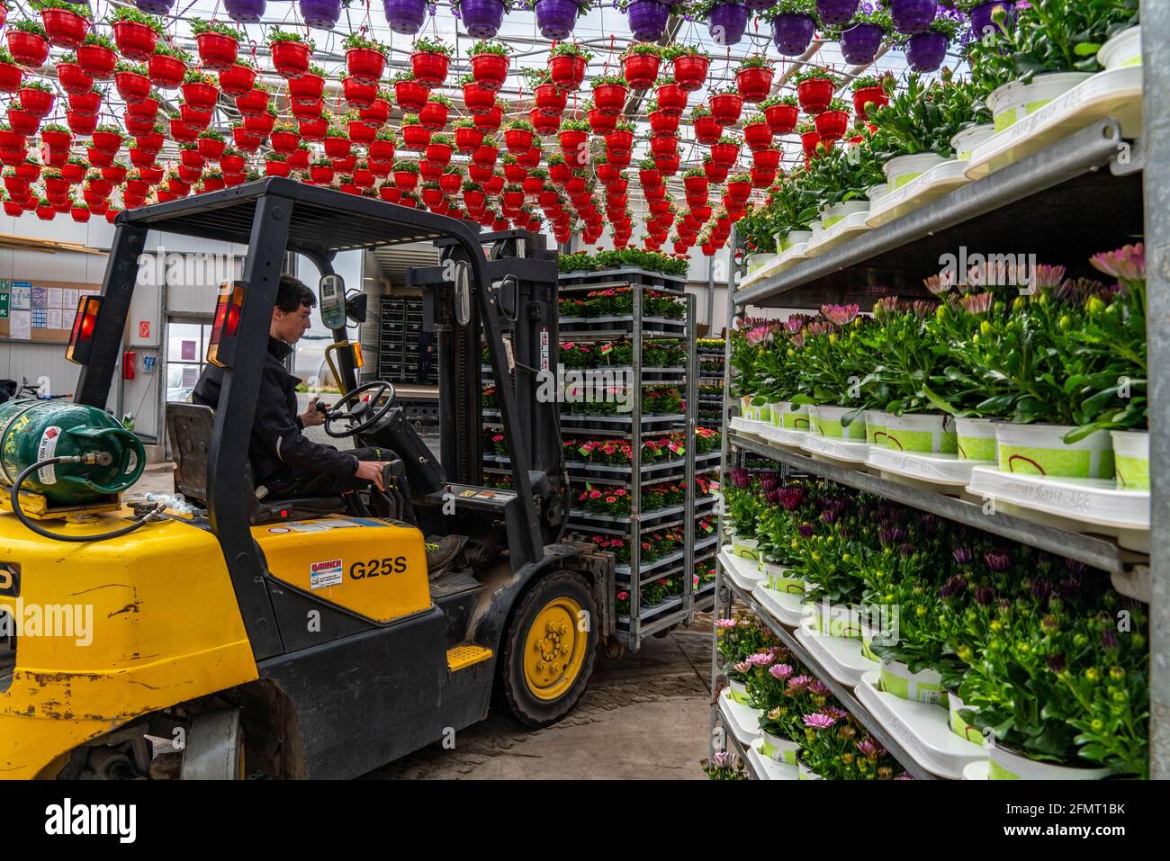 Horticulture business, greenhouse, flowers, different types, are loaded ...