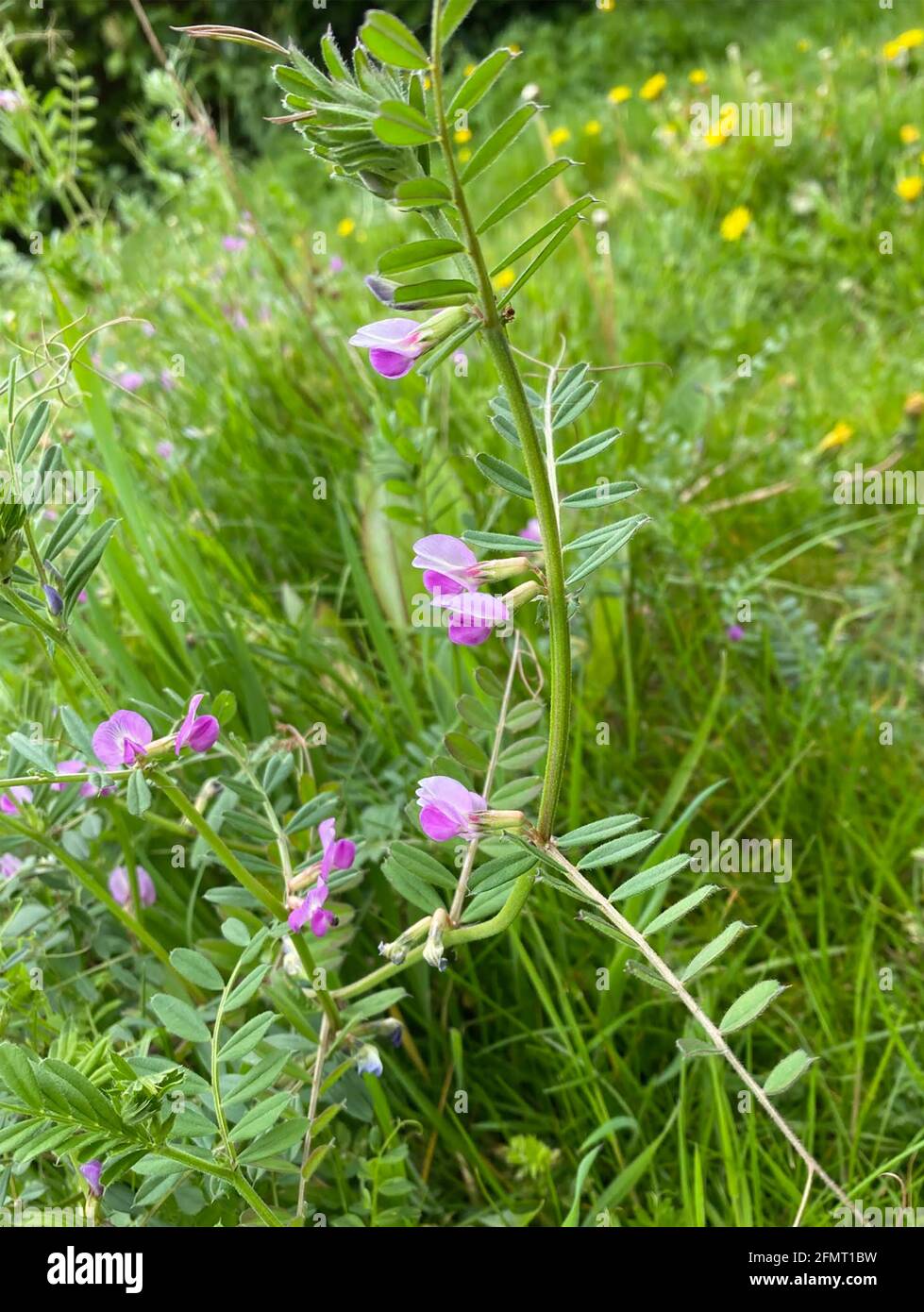 Vetch plant hi-res stock photography and images - Alamy