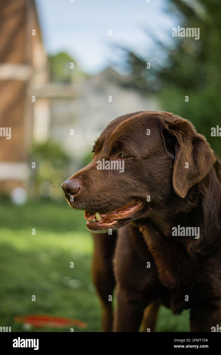 Brown animals hi-res stock photography and images - Alamy