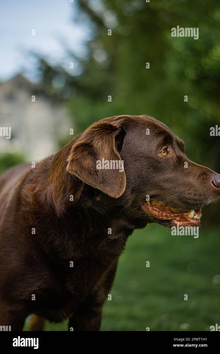 Puppy brown hi-res stock photography and images - Alamy