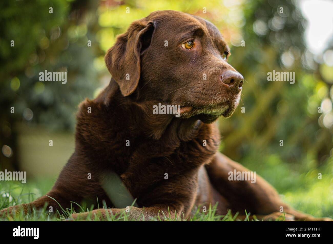 Young brown labrador in green hi-res stock photography and images - Alamy