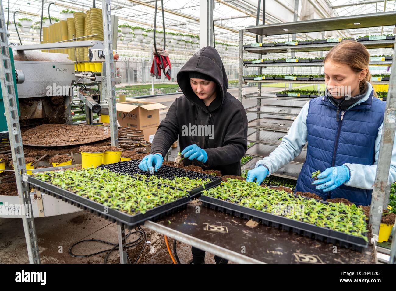 Potting machine hi-res stock photography and images - Alamy