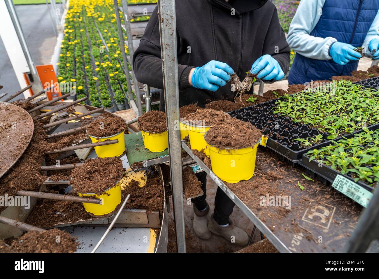 Potting machine hi-res stock photography and images - Alamy