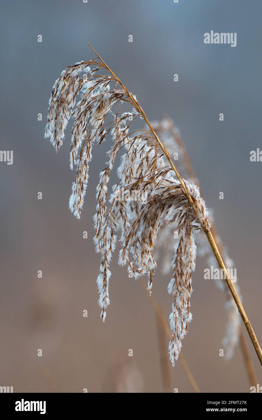 Vertical shot of a ditch reed Stock Photo - Alamy