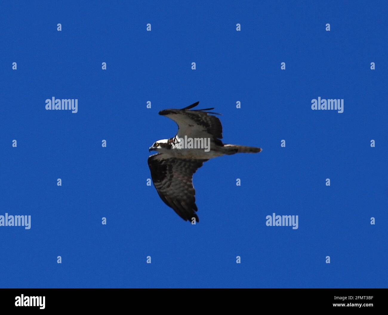 Osprey over the shoreline of Puget Sound Stock Photo - Alamy