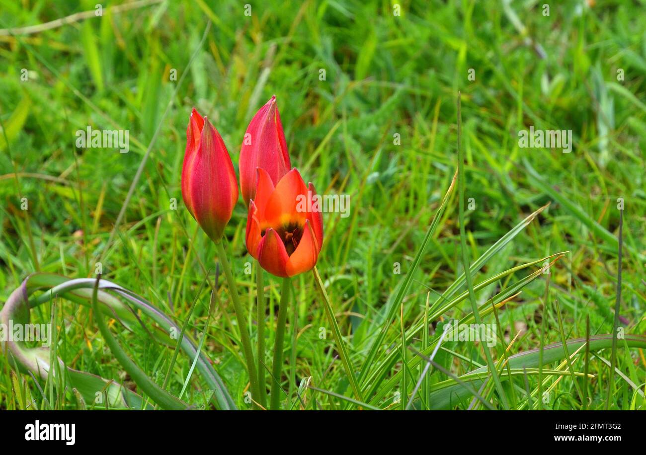 Wild Red Crocus Tulip in wild flower meadow Stock Photo - Alamy