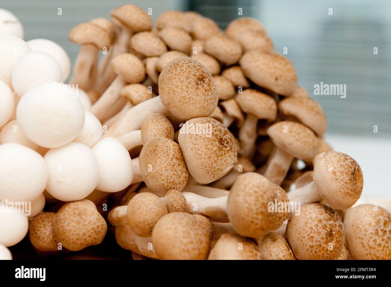 Shimiji mushrooms hi-res stock photography and images - Alamy