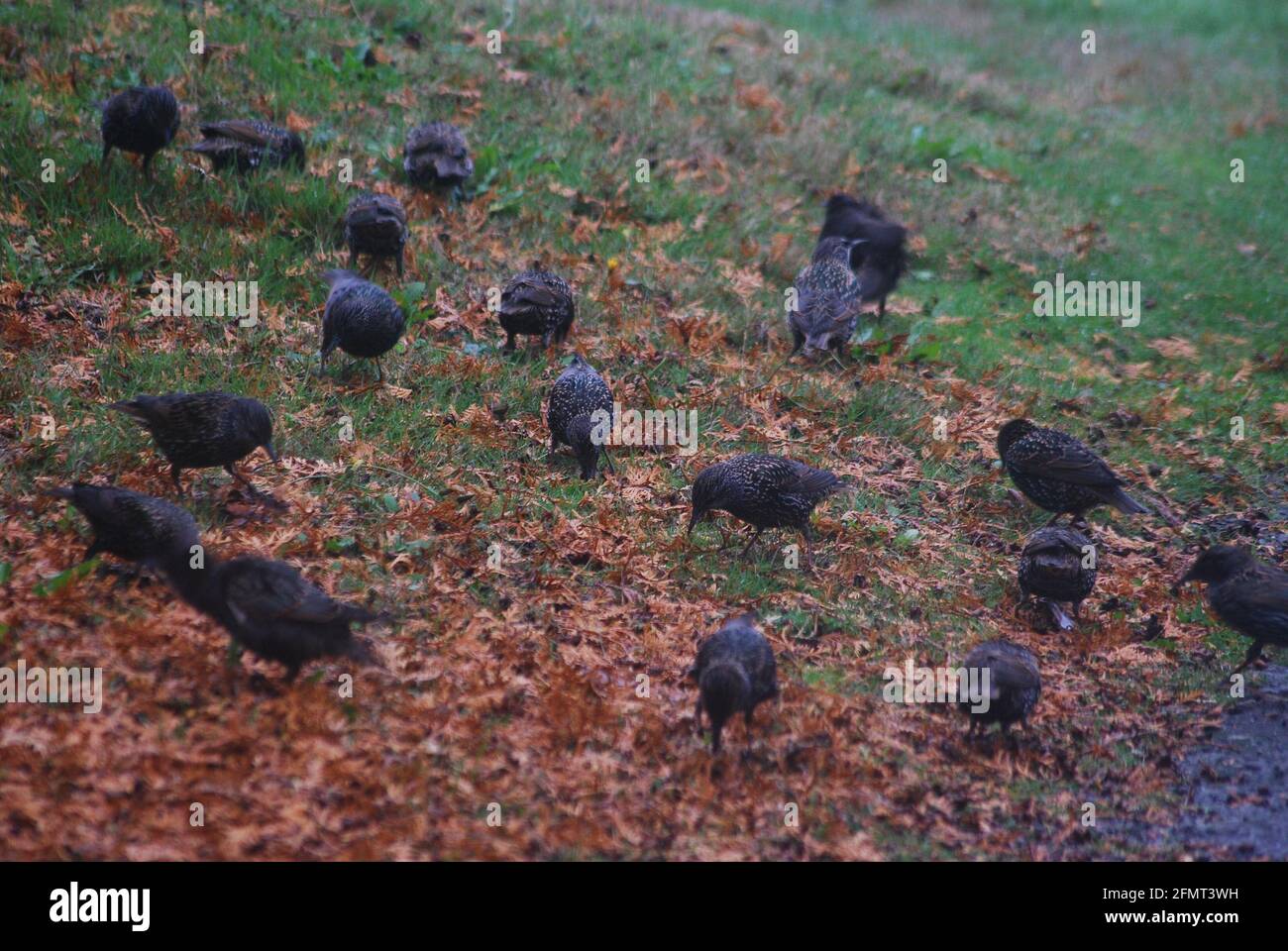 Small grubs hi-res stock photography and images - Alamy