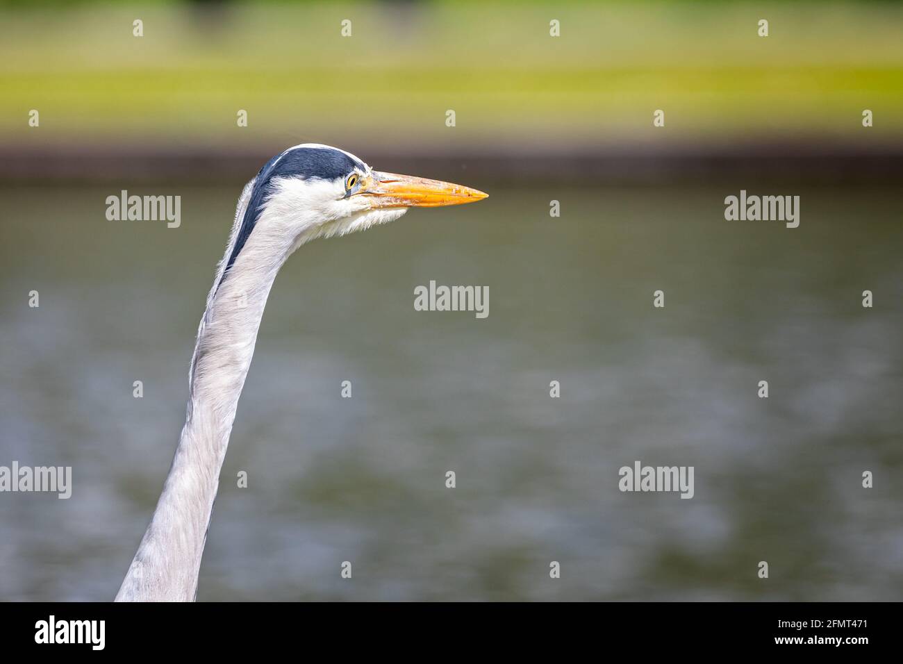 Close up of a Heron's head - side view Stock Photo - Alamy