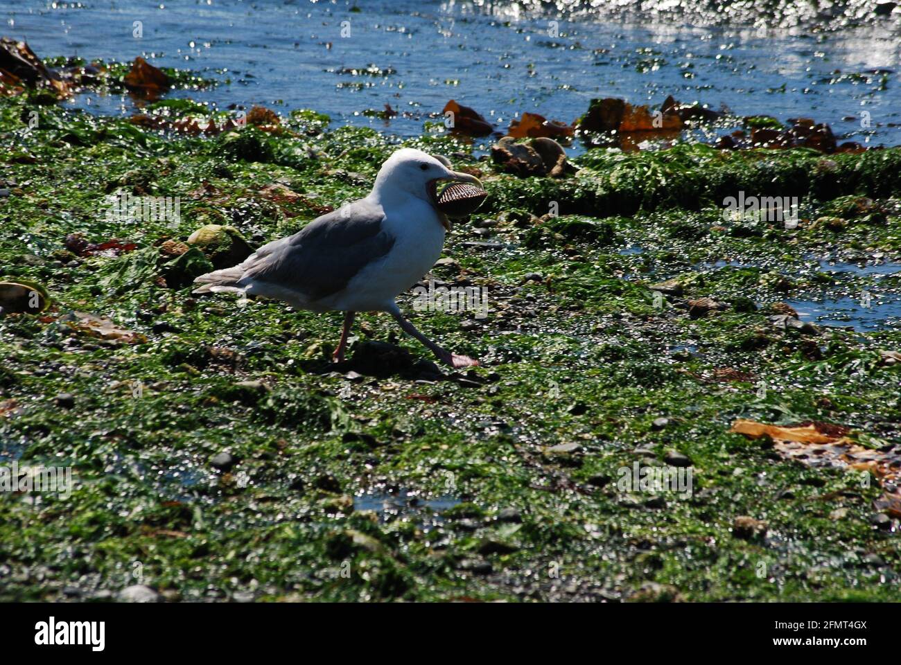 Gull intent on cracking open a clam shell Stock Photo - Alamy