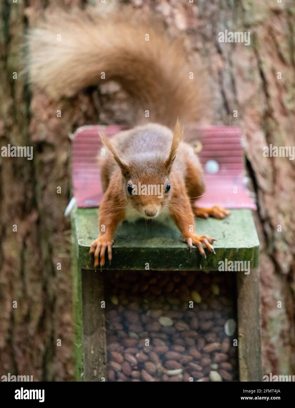 Red squirrel nut feeder box hi-res stock photography and images - Alamy